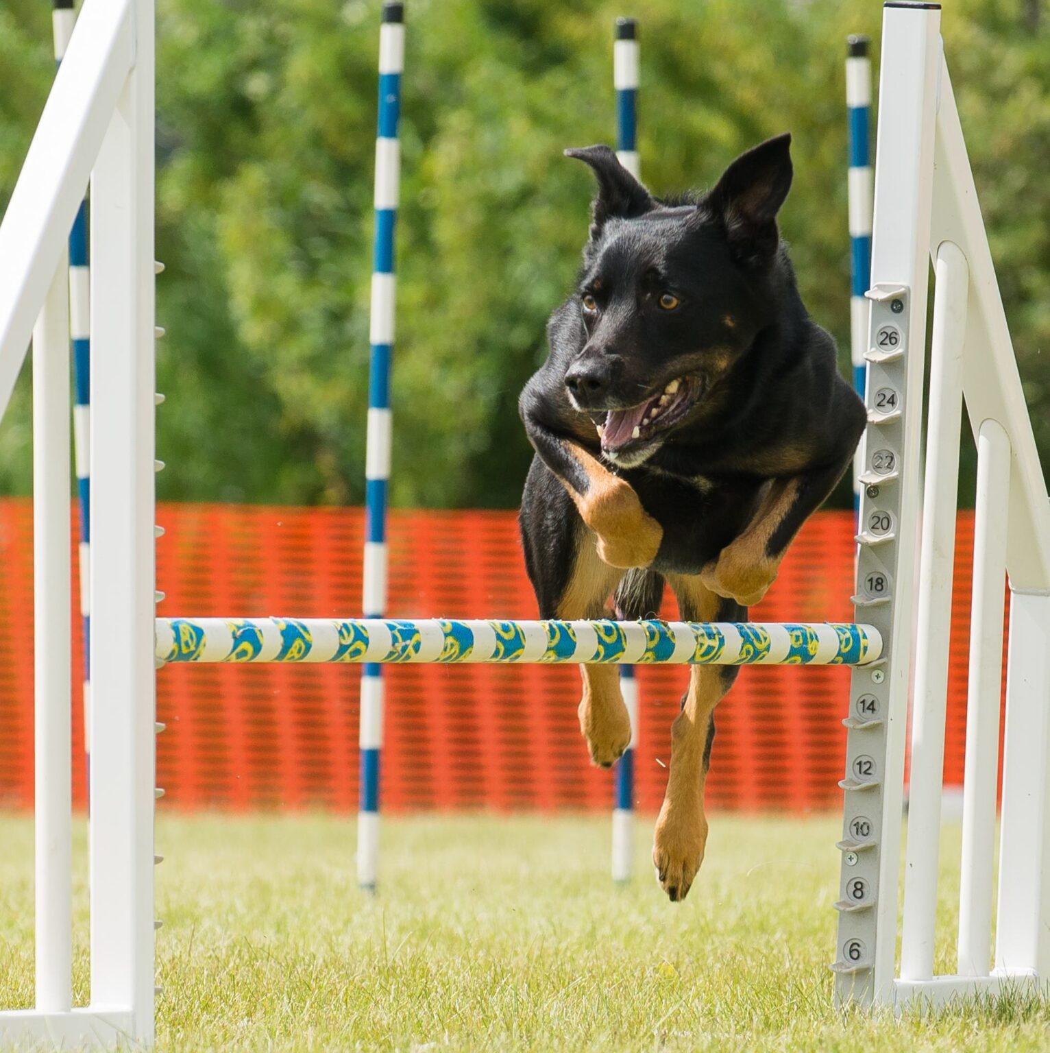 Home - Sundog Agility