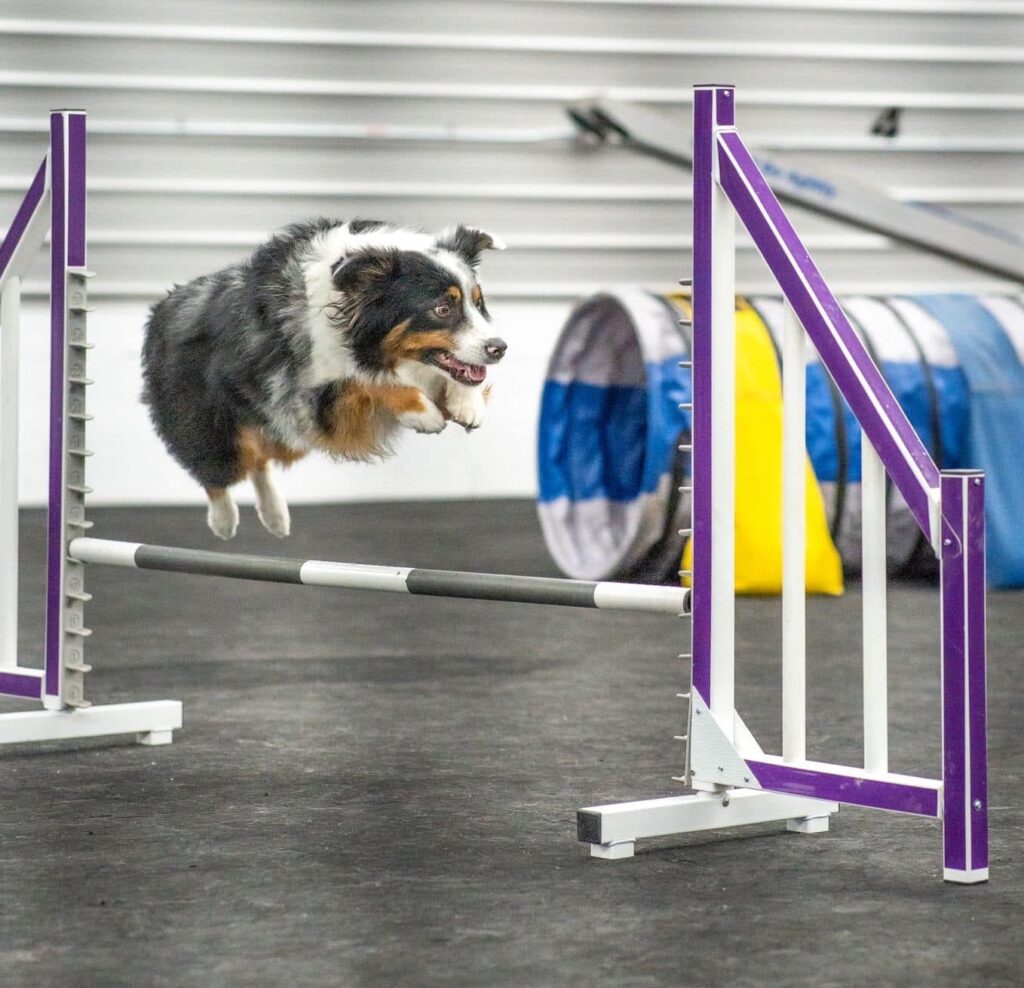 Events - Sundog Agility